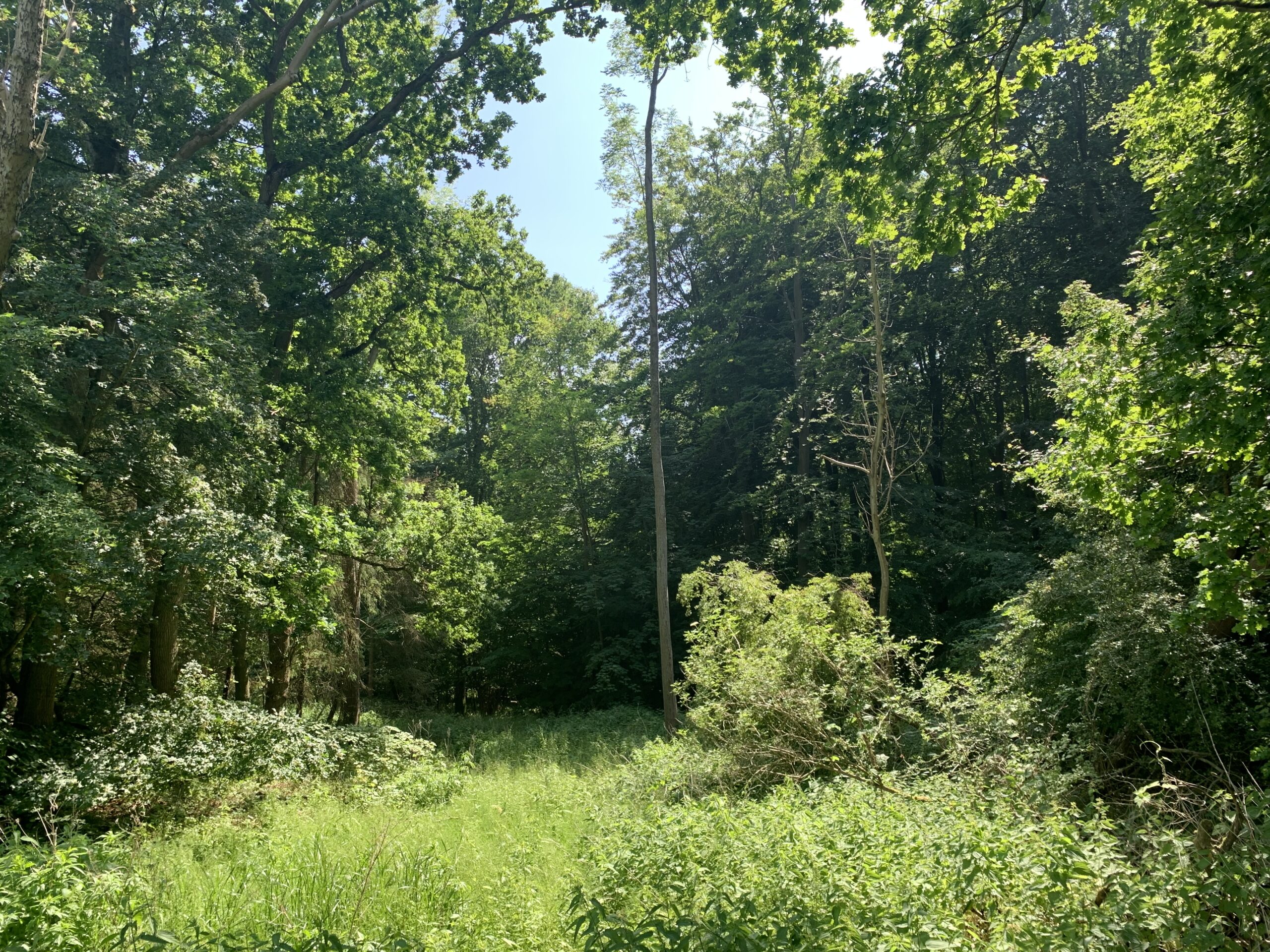 Denmark - Forests of the World